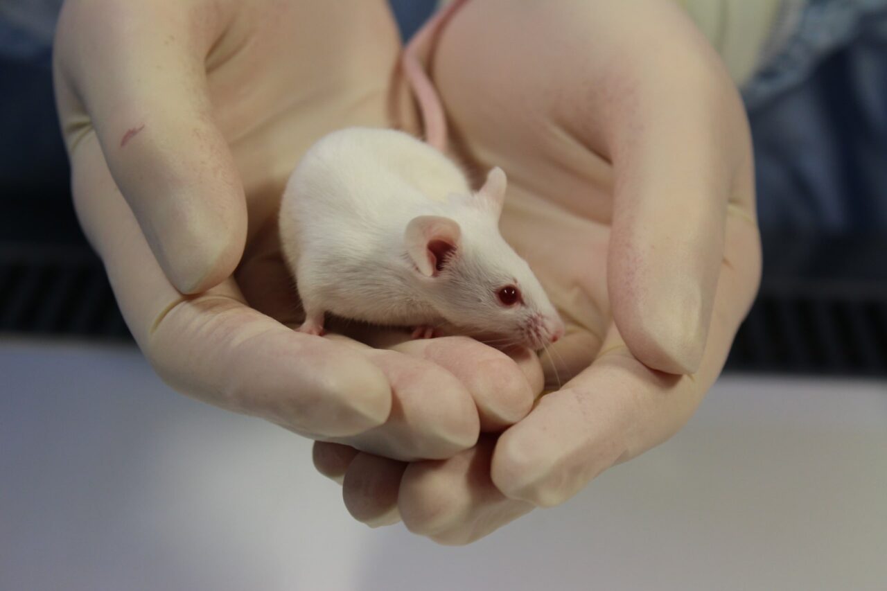 Sales Strains | Australian Bio Resources