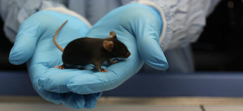 The Jax Rag1 KO mice are now available in Australia | Australian Bio ...