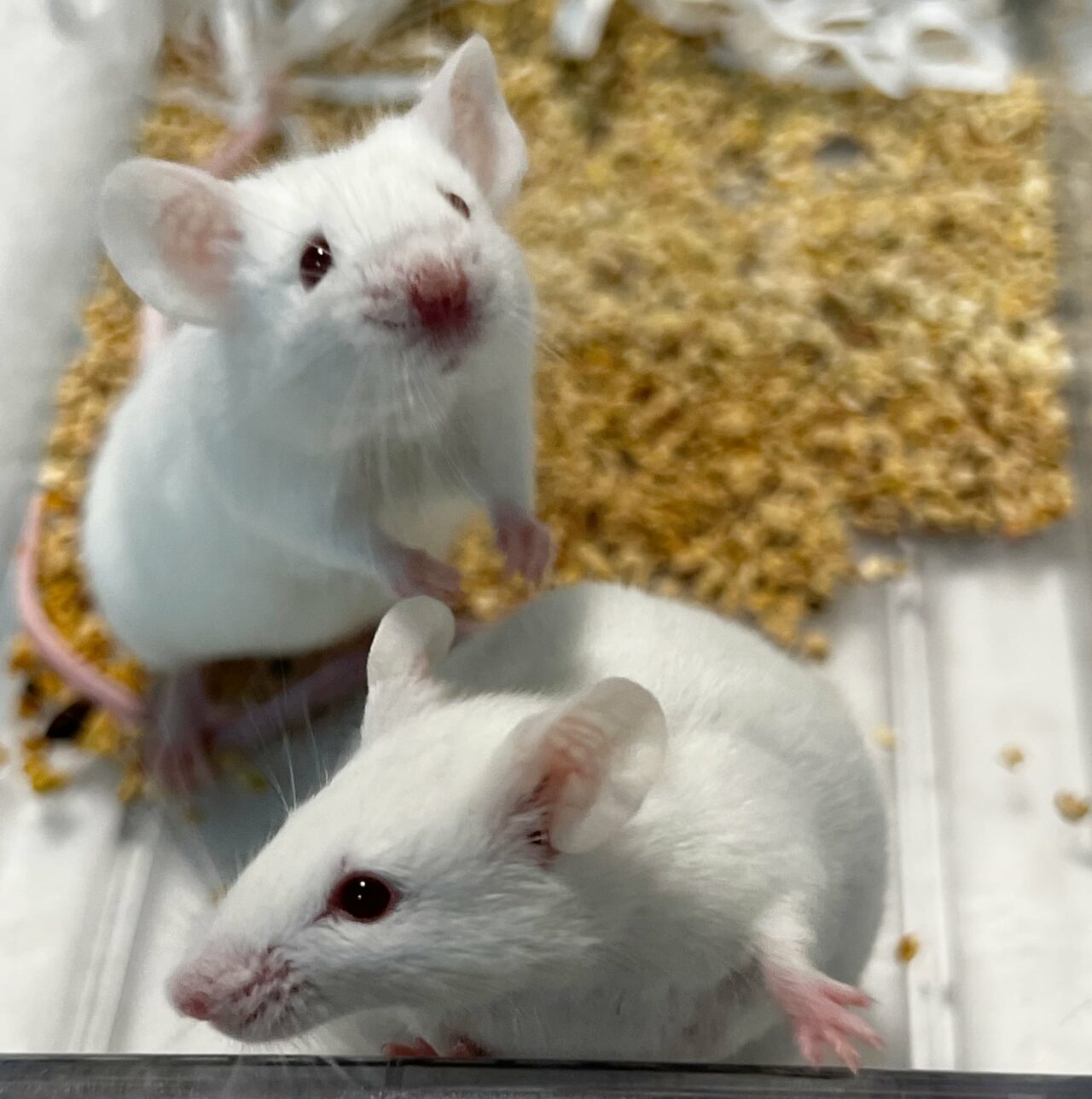 FAQs | Australian Bio Resources