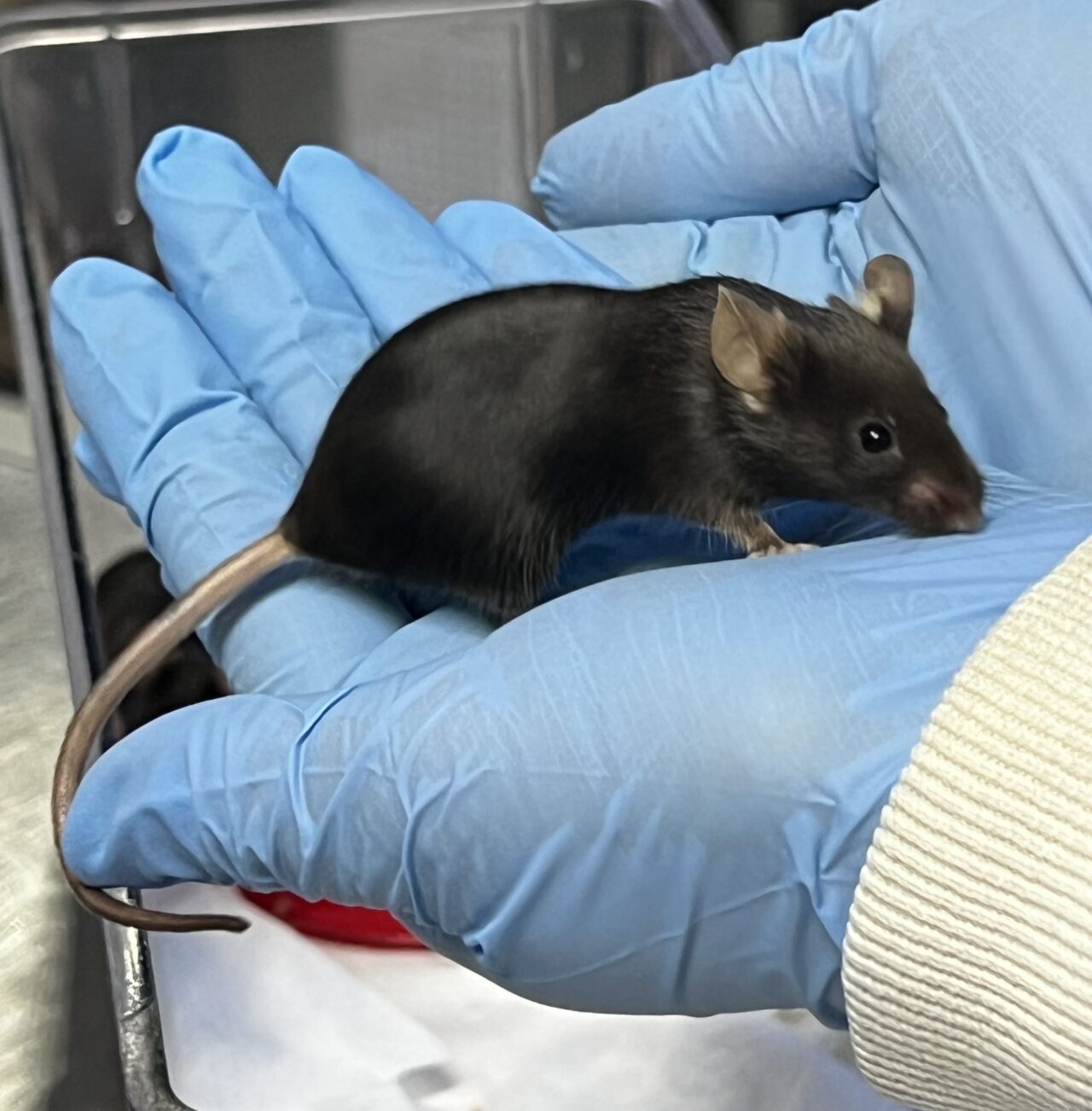 Sales Strains | Australian Bio Resources