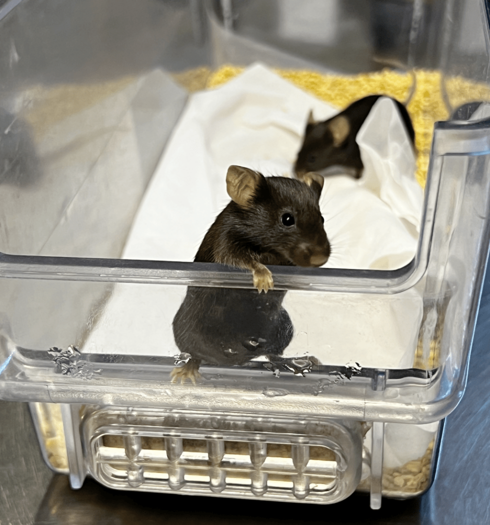 Australian Bio Resources | BIOLOGICAL RESOURCES FOR MEDICAL RESEARCH ...