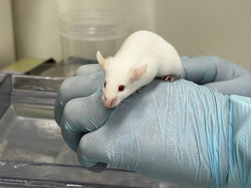 Australian Bio Resources | BIOLOGICAL RESOURCES FOR MEDICAL RESEARCH ...